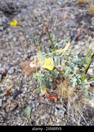 shrubby deervetch (Acmispon rigidus) Plantae Stock Photo - Alamy