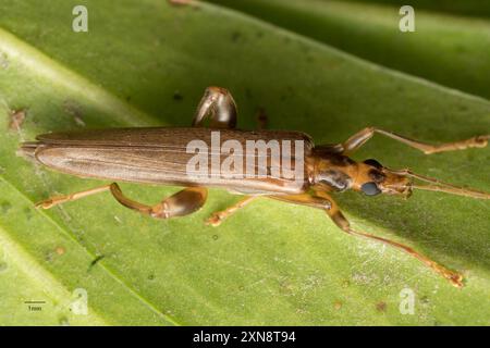 (Oedemera femoralis) Insecta Stock Photo - Alamy