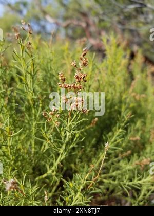 Redshanks (Adenostoma sparsifolium) Plantae Stock Photo - Alamy