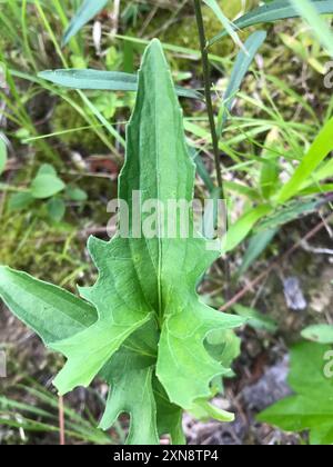 three-lobed violet (Viola palmata) Plantae Stock Photo - Alamy