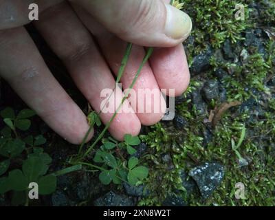 Blue Pigroot (Sisyrinchium micranthum) Plantae Stock Photo - Alamy