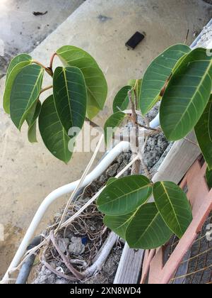 Shortleaf Fig (Ficus citrifolia) Plantae Stock Photo - Alamy