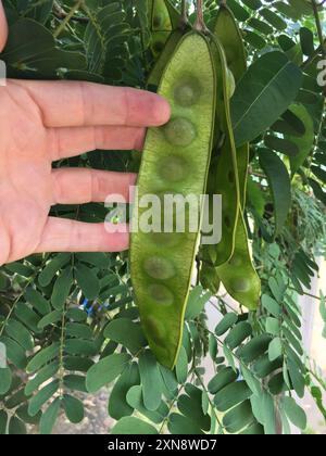 lebbeck (Albizia lebbeck) Plantae Stock Photo - Alamy