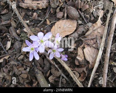 hepaticas (Hepatica) Plantae Stock Photo - Alamy