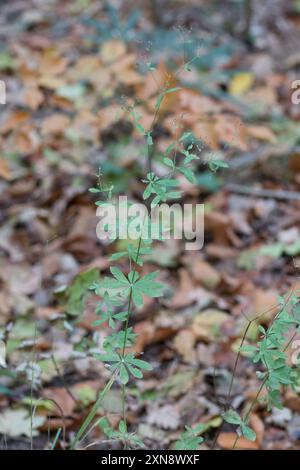 Wood Bedstraw (Galium sylvaticum), Plantae, Zagreb, Croatia Stock Photo ...