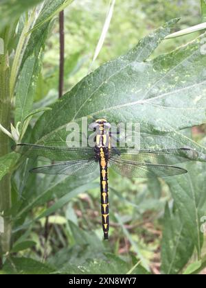 Pacific Clubtail (Phanogomphus kurilis) Insecta Stock Photo - Alamy