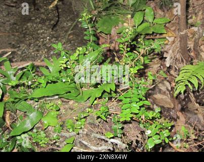 white climbing rātā (Metrosideros diffusa) Plantae Stock Photo - Alamy