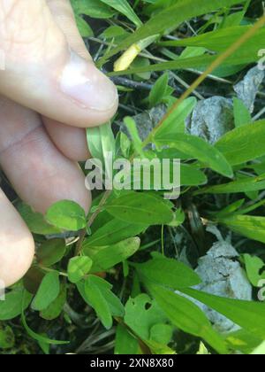 Small Sundrops (Oenothera perennis) Plantae Stock Photo - Alamy