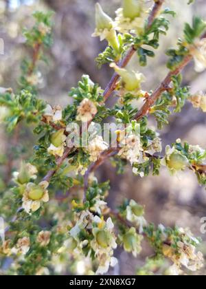 desert bitterbrush (Purshia glandulosa) Plantae Stock Photo - Alamy