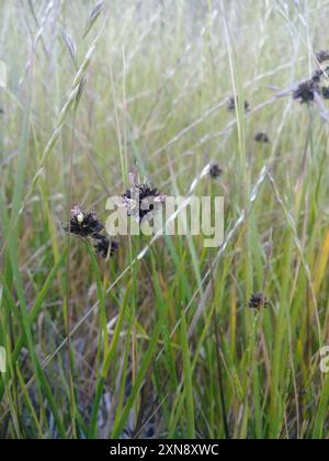 irisleaf rush (Juncus xiphioides), Plantae, San Bernardino National ...