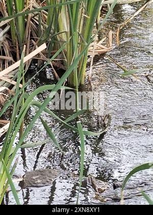 southern cattail (Typha domingensis) Plantae Stock Photo - Alamy