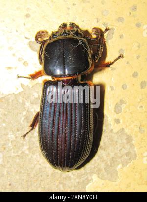 Bess Beetles (Passalidae) Insecta Stock Photo - Alamy