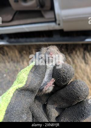 Meadow Voles (Microtus) Mammalia Stock Photo - Alamy
