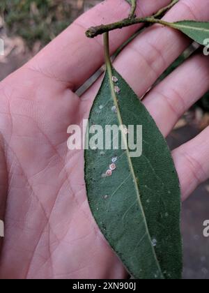 Pyriform Scale (Protopulvinaria pyriformis) Insecta Stock Photo - Alamy