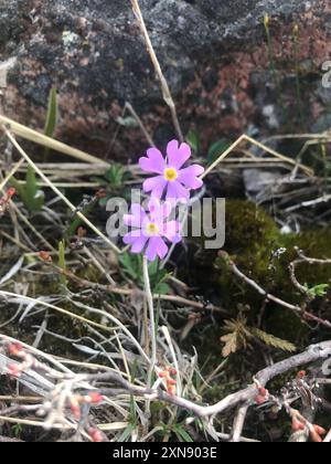 Mistassini Primrose (Primula mistassinica) Plantae Stock Photo - Alamy