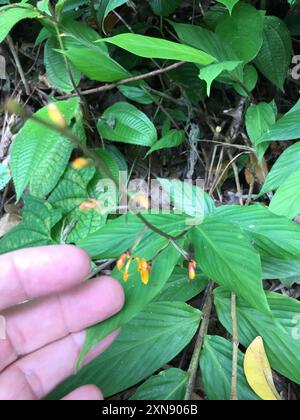 (Globba pendula) Plantae Stock Photo - Alamy