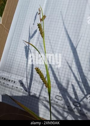 Cherokee sedge (Carex cherokeensis) Plantae Stock Photo - Alamy