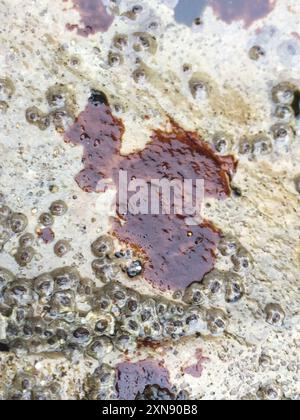 encrusting red algae (Hildenbrandia) Plantae Stock Photo - Alamy