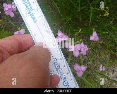 common roseling (Callisia rosea) Plantae Stock Photo - Alamy