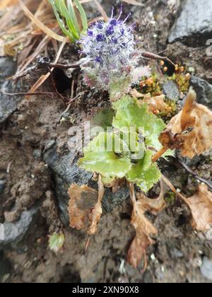 Alaska Kittentail (Veronica alaskensis) Plantae Stock Photo - Alamy