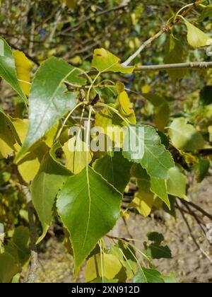 lanceleaf cottonwood (Populus × acuminata) Plantae Stock Photo - Alamy