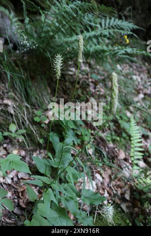 Spiked rampion (Phyteuma spicatum) Plantae Stock Photo - Alamy