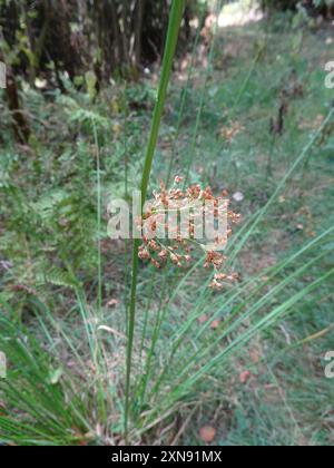 Soft Rush (Juncus effusus) Plantae Stock Photo - Alamy