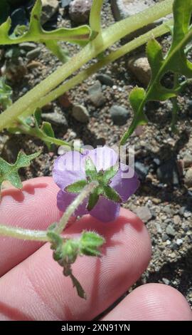 Fiesta Flower (Pholistoma auritum) Plantae Stock Photo - Alamy