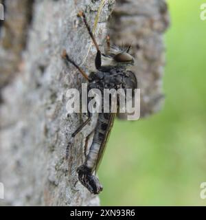 Northeastern Hammertail (Efferia aestuans) Insecta Stock Photo - Alamy