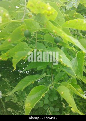 common hackberry (Celtis occidentalis) Plantae Stock Photo - Alamy