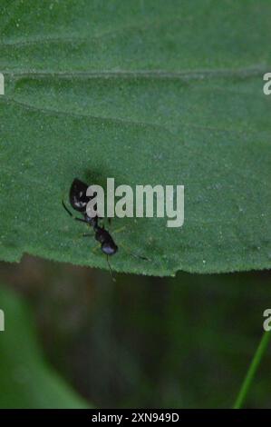 Slender Ant-mimic Jumping Spider (Synemosyna formica) Arachnida Stock ...