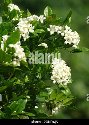 Orange Jasmine (Murraya paniculata) Plantae Stock Photo - Alamy