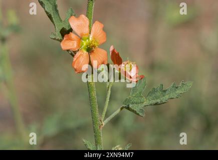 Fendler's Globemallow (Sphaeralcea fendleri) Plantae Stock Photo - Alamy