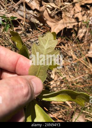 sand post oak (Quercus margaretiae) Plantae Stock Photo - Alamy