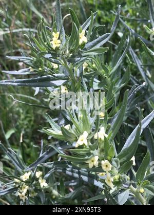 western stoneseed (Lithospermum ruderale) Plantae Stock Photo - Alamy