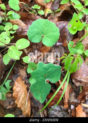 bloodroot (Sanguinaria canadensis) Plantae Stock Photo - Alamy