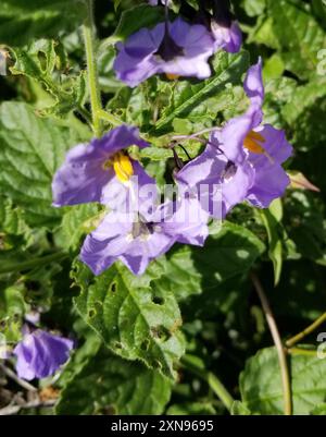 purple nightshade (Solanum xanti) Plantae Stock Photo - Alamy