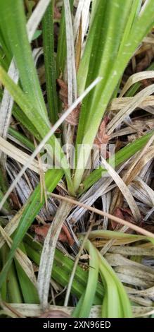 (Carex aquatilis aquatilis) Plantae Stock Photo - Alamy