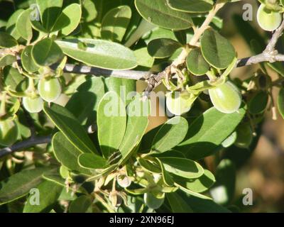 Bluebush (Diospyros lycioides) Plantae Stock Photo - Alamy