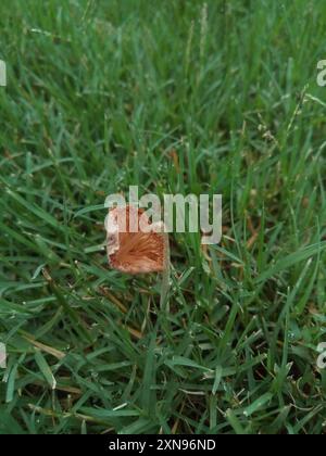 Conecaps (Conocybe) Fungi Stock Photo - Alamy