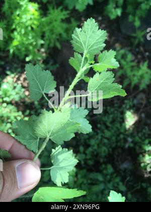(Ribes mescalerium) Plantae Stock Photo - Alamy