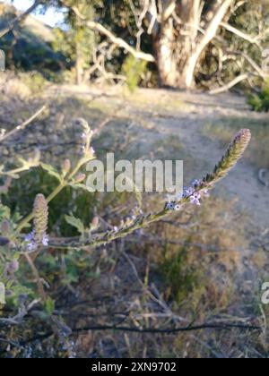 western vervain (Verbena lasiostachys), Plantae, Russian Ridge Open ...