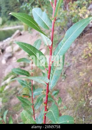 red willow (Salix laevigata) Plantae Stock Photo - Alamy