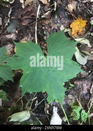 Broad-leaf Waterleaf (Hydrophyllum canadense) Plantae Stock Photo - Alamy