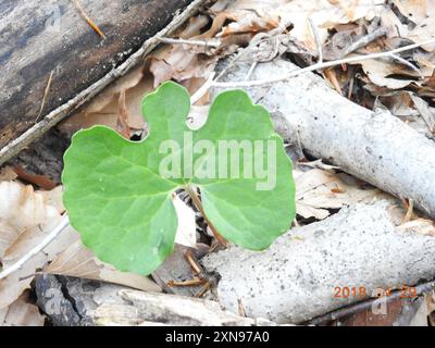 bloodroot (Sanguinaria canadensis) Plantae Stock Photo - Alamy