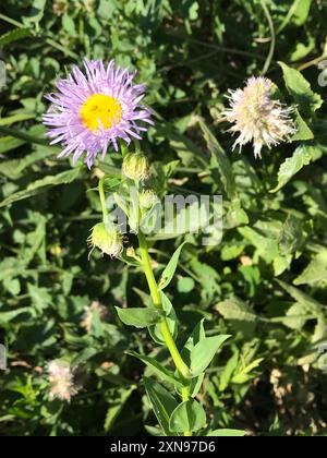 aspen fleabane (Erigeron speciosus) Plantae Stock Photo - Alamy