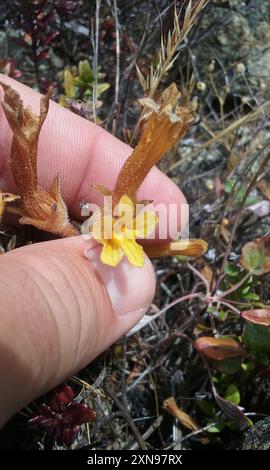 yellow clustered broomrape (Aphyllon franciscanum) , mount diablo Stock ...