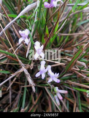Finger Baroe (Cyphia digitata) Plantae Stock Photo - Alamy