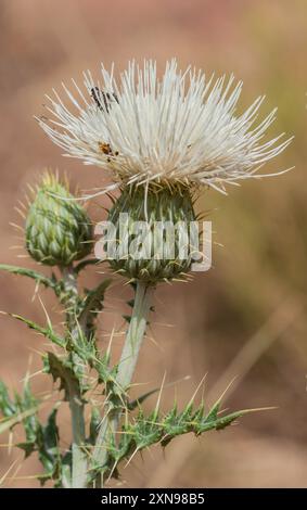 yellowspine thistle (Cirsium ochrocentrum) Plantae Stock Photo - Alamy