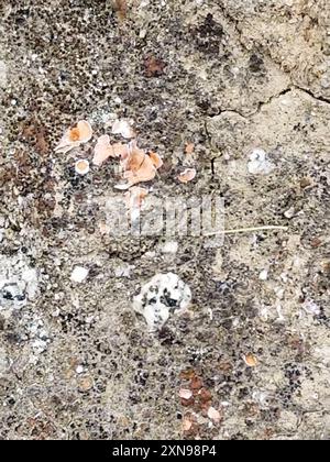 Blushing Scale (Psora decipiens) Fungi Stock Photo - Alamy